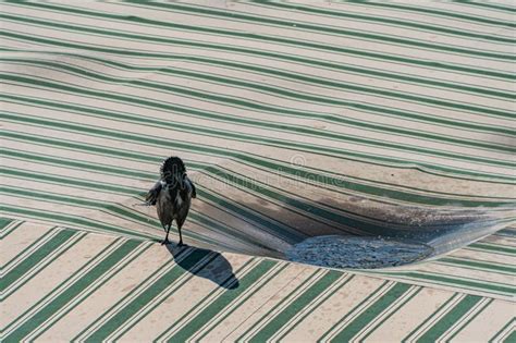 Rooftop With Tiled Floor Black Bird Standing Centrally Contrasting