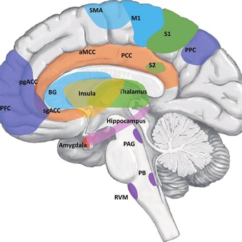 Brain Activity Patterns In The MPFC Representing Cognitive Control Download Scientific Diagram