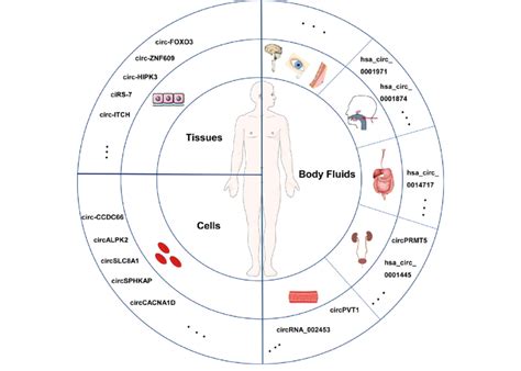 Different Sources Of Circrnas In Human Circrnas Are Widespread In