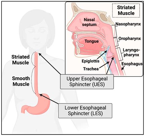 Upper Esophageal Sphincter