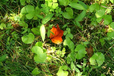 Broadleaf Weed Control Identification And Solutions
