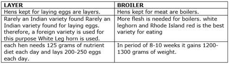 Answer The Following Questions What Are The Differences Between Layer And Broiler Birds