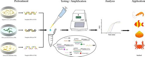Schematic For Detecting Vibrio Parahaemolyticus Vp Staphylococcus Download High Quality