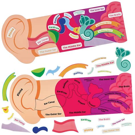 Label Diagram Of Human Ear Labeled Diagram Of Human Ear Anatomy Human