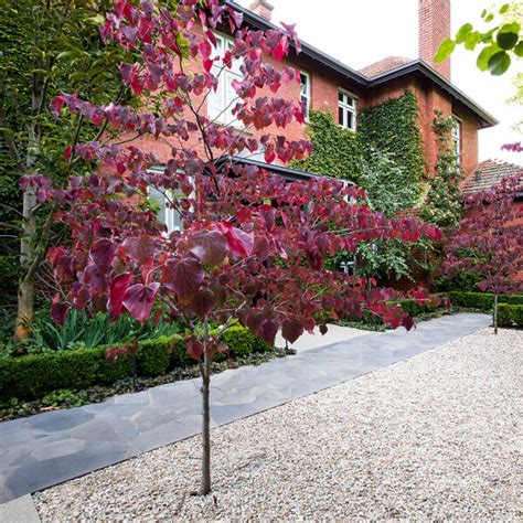 Cercis Canadensis ‘forest Pansy Grow And Care Guide Agt