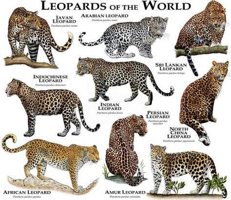 Leopard Panthera Pardus Classification Wild Cats Animals Wild