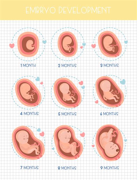 Pregnancy Stages Behance Pregnancy Stages Behance
