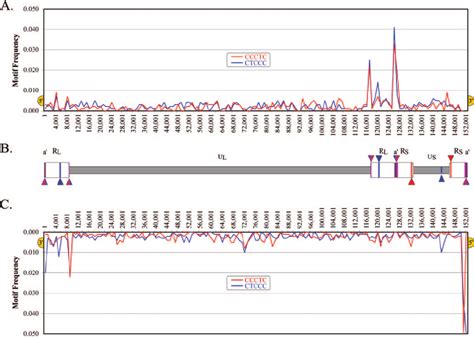 The Hsv 1 Genome Contains Clustered Ctcf Binding Sites An Algorithm