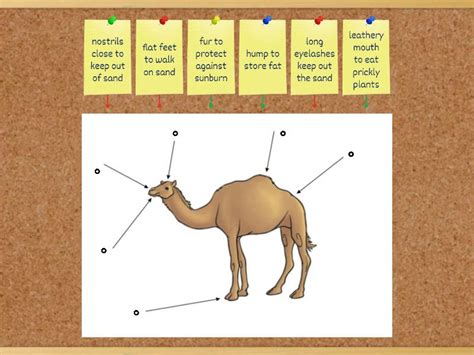 Week 8 Sst Activity A Label The Parts Of The Camel That Adapts To The