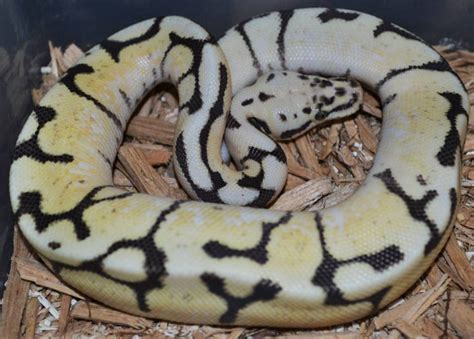 Fire Bee Ball Python