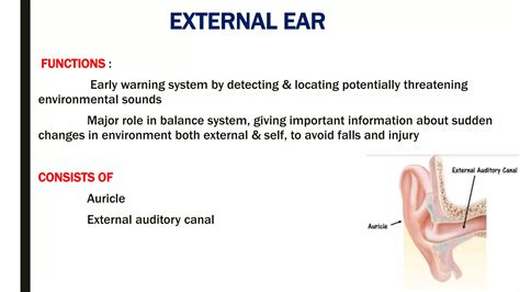 Anatomy And Embryology Of External And Middle Ear Pptx