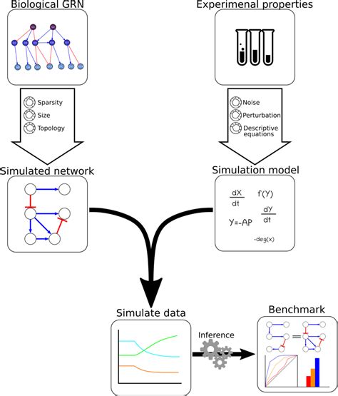 Figure 1 From In Silico Modelling For Refining Gene Regulatory Network