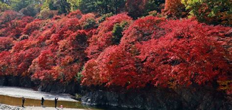 시월의 첫 단풍…태백 철암단풍축제 13일 개막 파이낸셜뉴스