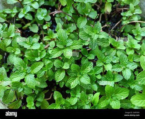 Mint Plant Group Mint Leaf Peppemint Leaves Green Fresh Mint Leaf