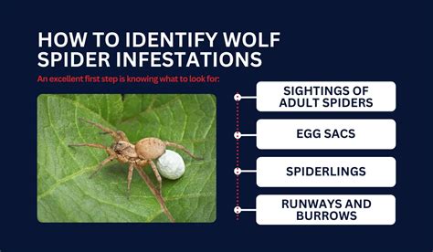 Wolf Spiders In Louisiana What To Know