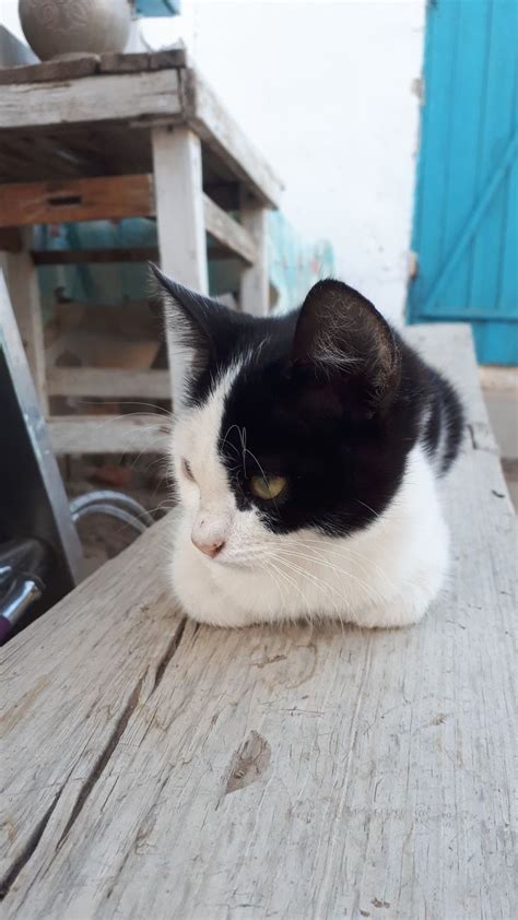 Pin di Сафия su Милые котики😻