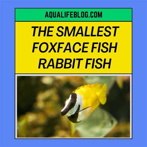 What Is The Smallest Foxface Fish Smallest Rabbitfish Aqualife