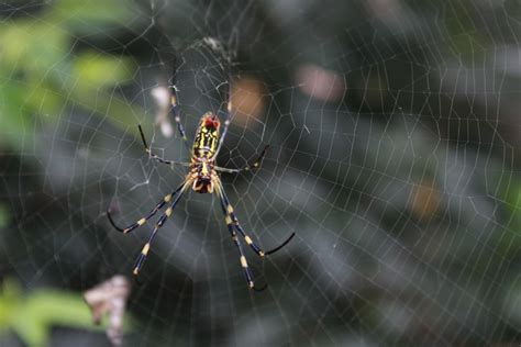 Troubleshooting Common Pitfalls In Android Web Application Development