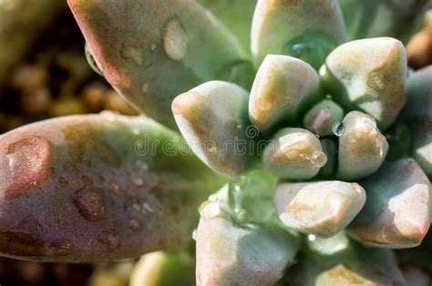 Succulent Plant Closeup Fresh Leaves Detail Of Graptosedum Darley