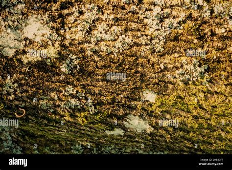 Patterns And Textures In Nature Intimate Landscape Of Tree Patterns Stock Photo Alamy