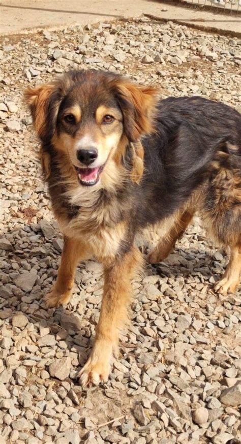 Annie Twinkles Sister Ga Stray2me Rescue