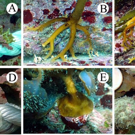 Pictures Showing The Development Of Holdfasts For Transplanted Ecklonia