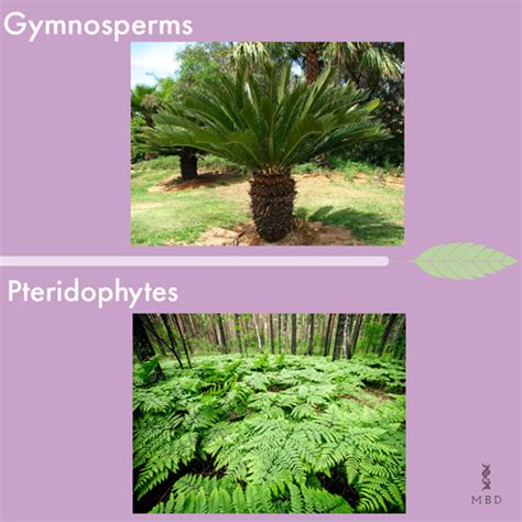 Gymnosperms Vs Pteridophytes My Biology Dictionary