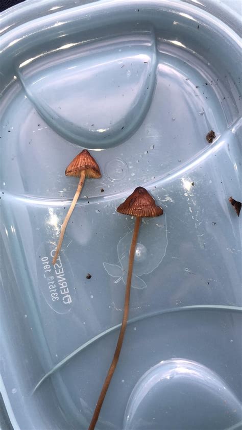 Id Please R Beacain
