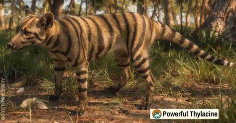 Powerful Thylacine Thylacinus Potens Australian Mammalia Aussie
