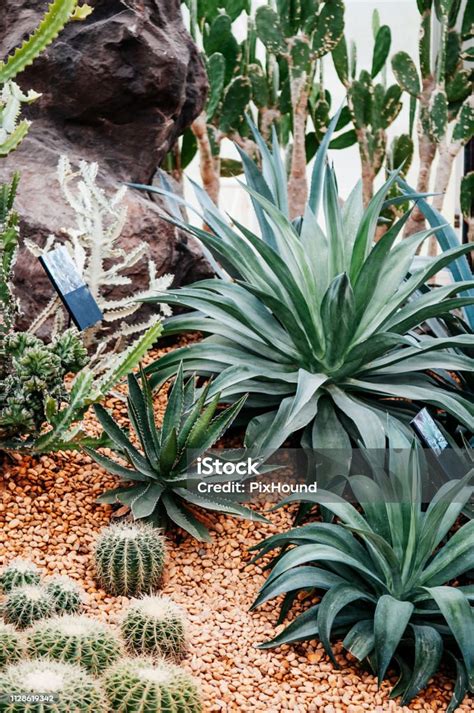 날카로운 스파이크 용 설 란 식물 및 선인장의 다양 한 종류를 그린 0명에 대한 스톡 사진 및 기타 이미지 0명 가시