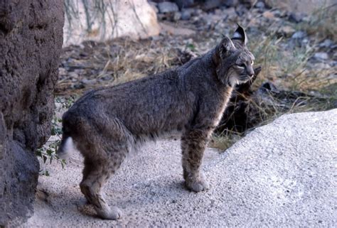 Bobcat Bites Claws Woman In Community Southeast Of Kingman The Buzz The Buzz In Bullhead