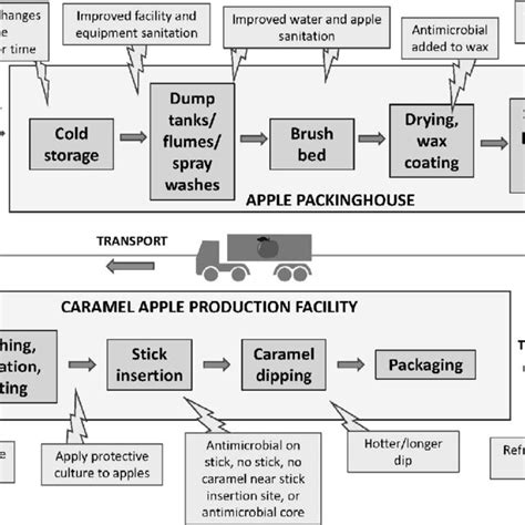 flow chart of apple and caramel apple processing steps showing where