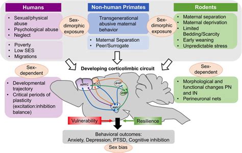 Effects Of Early Life Stress On The Developing Basolateral Amygdala