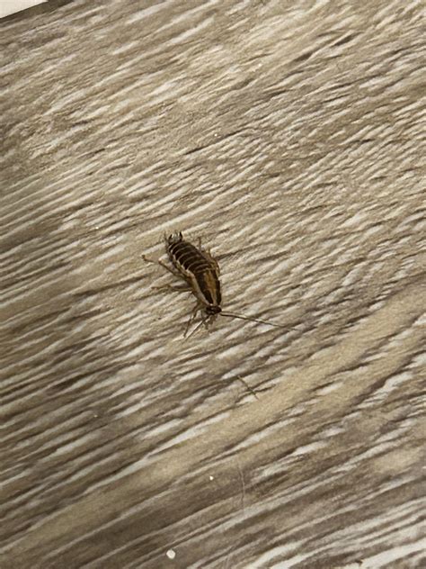 Second German Cockroach Nymph Ive Seen In A Month How Screwed Am I