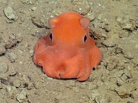 5 Awesome Dumbo Octopus Facts The Cutest Octopus Ever Octonation