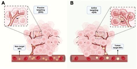 Targeting The Cd24 Siglec10 Axis A Potential Strategy For Cancer Immunotherapy Bio Integration