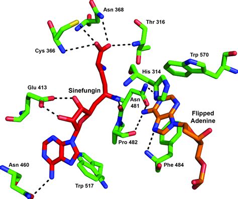 Interactions With Sinefungin The Sam Analog Sinefungin Is Tightly Download Scientific Diagram