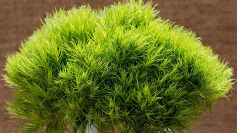 32 Stunning Green Flowers For Your Garden With Pictures Planet Natural