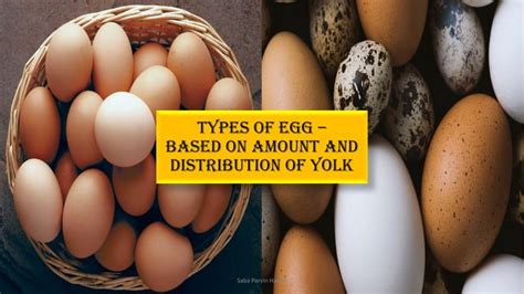 Types Of Egg Based On Amount And Distribution Of Yolk Pdf
