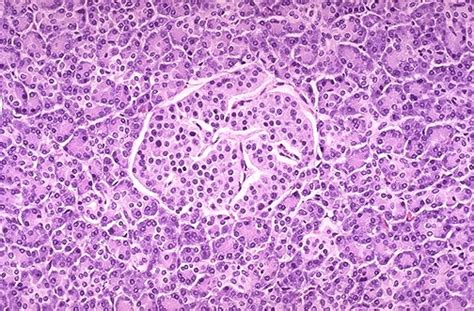 Histology Of Pancreatic Cells