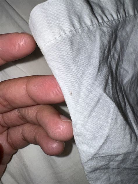 Tiny Translucent Bug I Found In Bed R Whatisthisbug