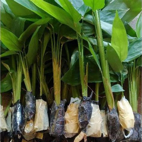 Jual Bibit Tanaman Umbi Garut Terbaik Shopee Indonesia