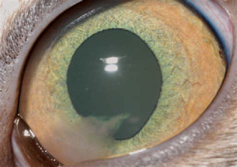 Anterior Uveitis Cat Uveitis