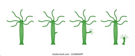 Hydra Sexual Reproduction Vector Stock Vector Royalty Free 1196896099 Shutterstock