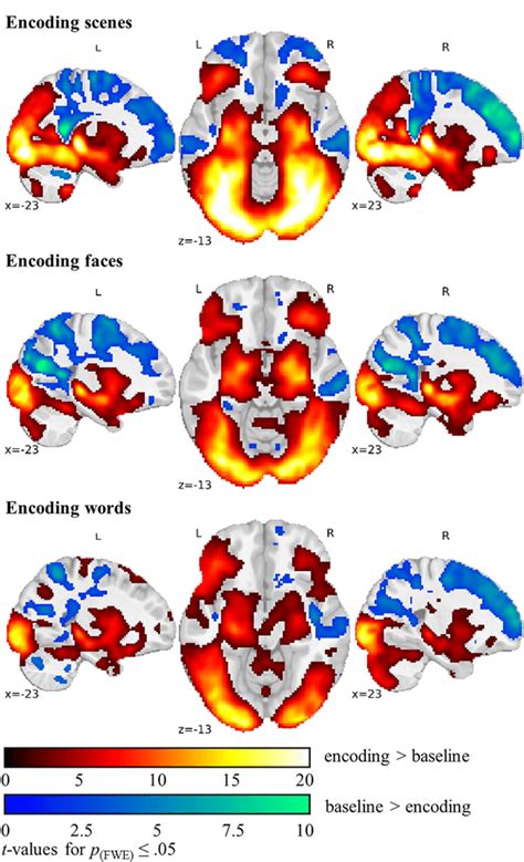 Fmri Activation Encoding Vs Baseline Across Group Fmri Activation Of Download Scientific