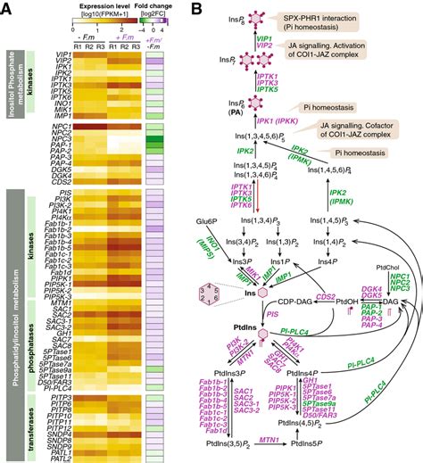Differential Expression Of Genes Involved In Inositol Polyphosphates Download Scientific