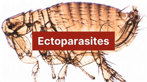 All Courses Parasites Without Borders