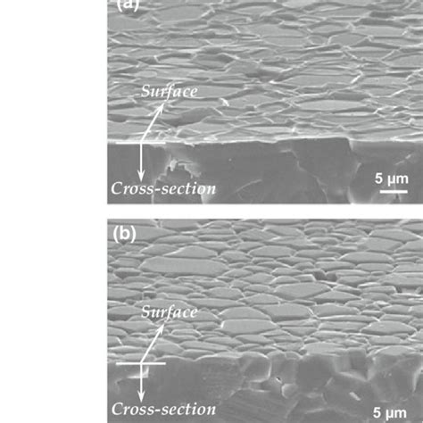 3 Sem Micrographs Of The Surfaces And Cross Sections Of Non Doped Download Scientific Diagram