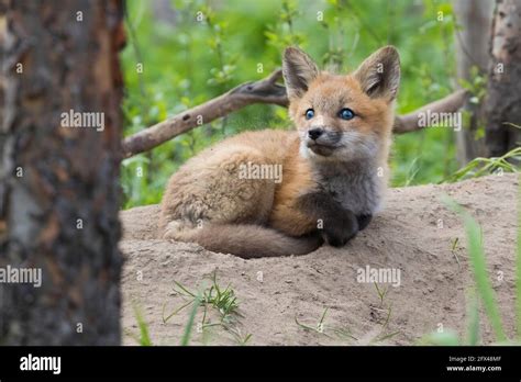 Cute Baby Red Fox In Spring Stock Photo Alamy