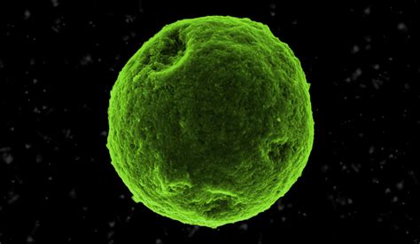 Particulates Saxocon As Particulates Saxocon As